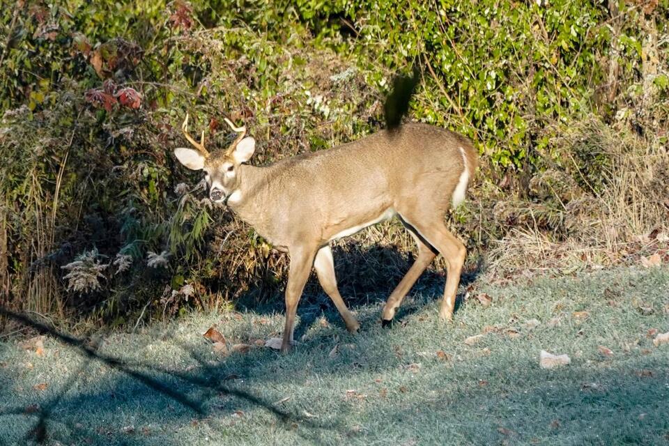 Deer Management Assistance Program permits now on sale - NewsBreak