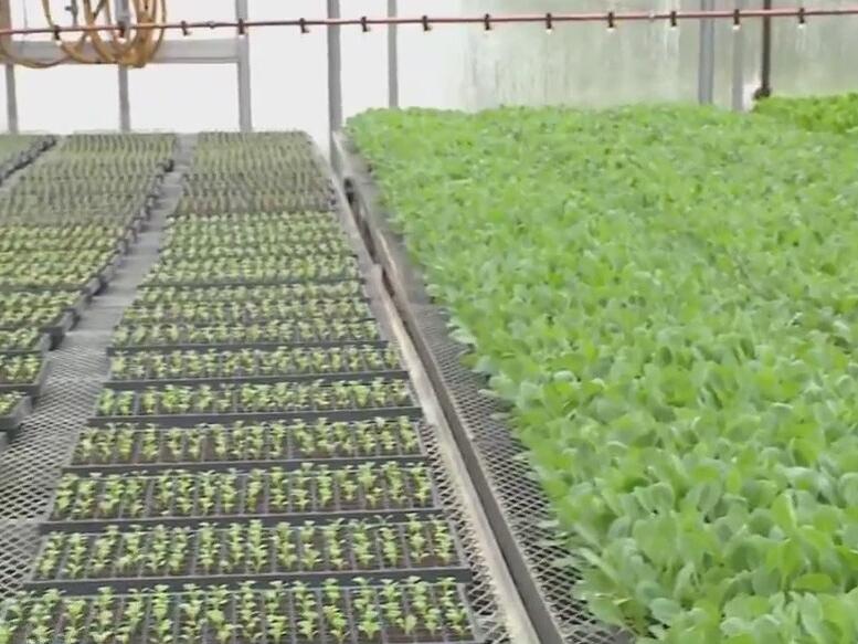 Hunger Task Force Farm green house