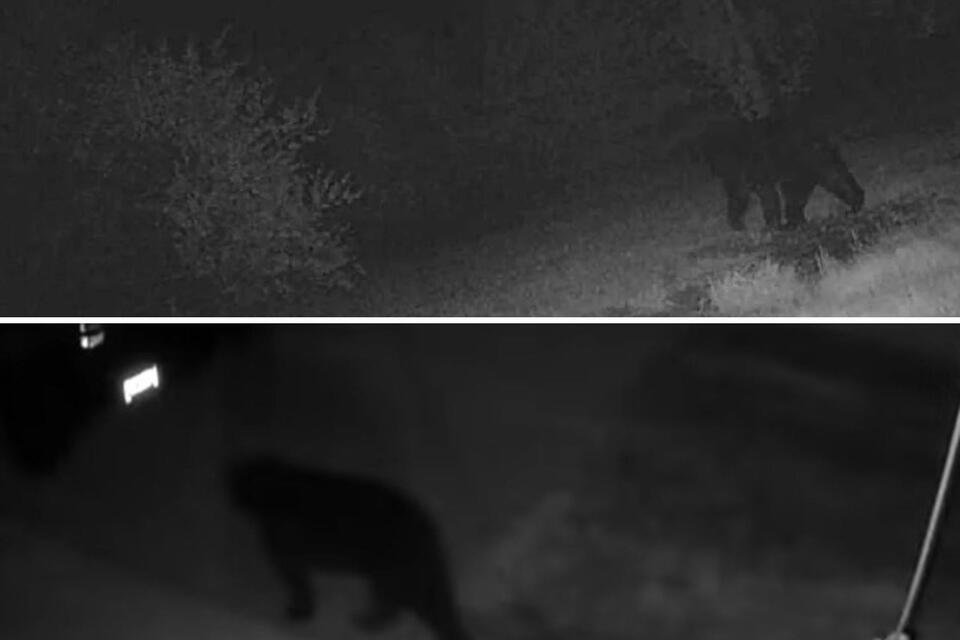 Rare Bear Sightings Reach Southeast Michigan - NewsBreak