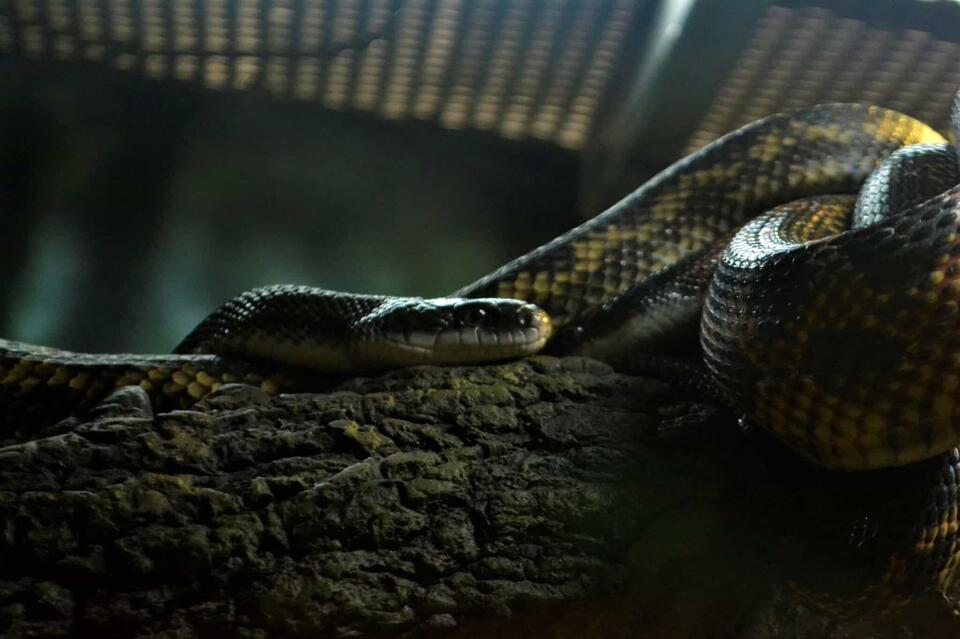 Why People Are Lining Up to Do Yoga With Snakes in Portland - NewsBreak