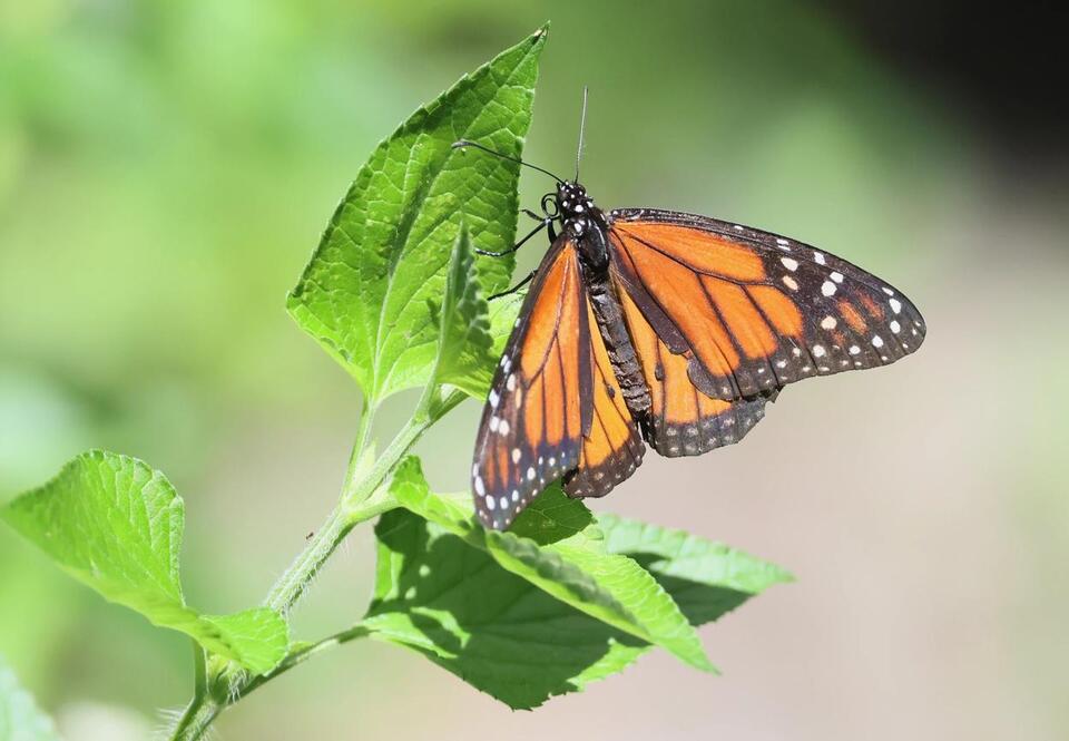 Monarch Butterflies Begin Migration Across Indiana This Fall - NewsBreak