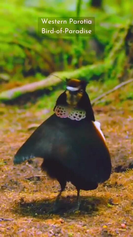 Birds dance the mating dance to win their girlfriends. 💞🥰 #amazing # ...
