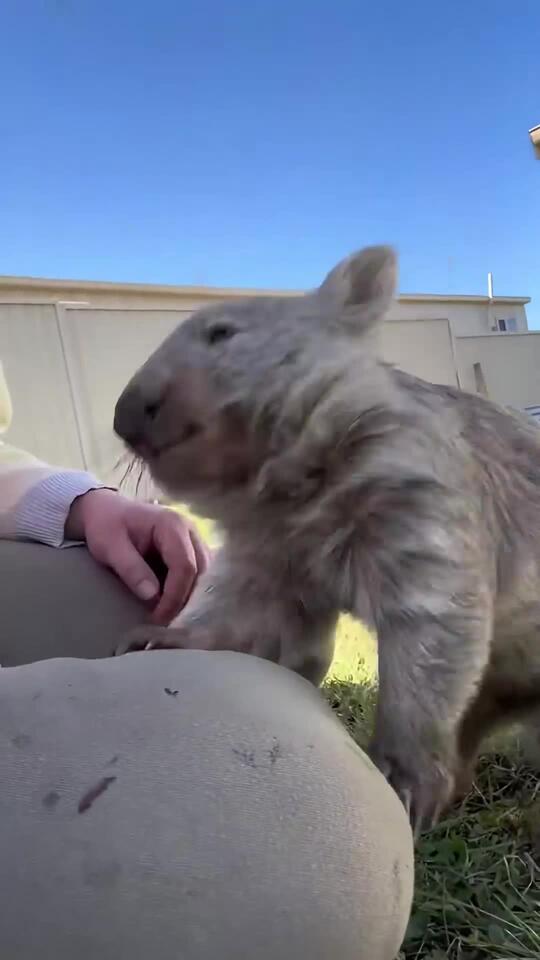 Life with an adorable wombat This animal is not a pet IG kangarootails EXTREME UNREEL Animals ...