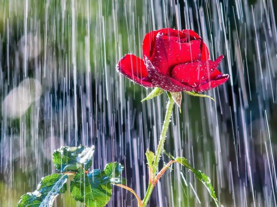 How the human nose perceives the scent that lingers after rain