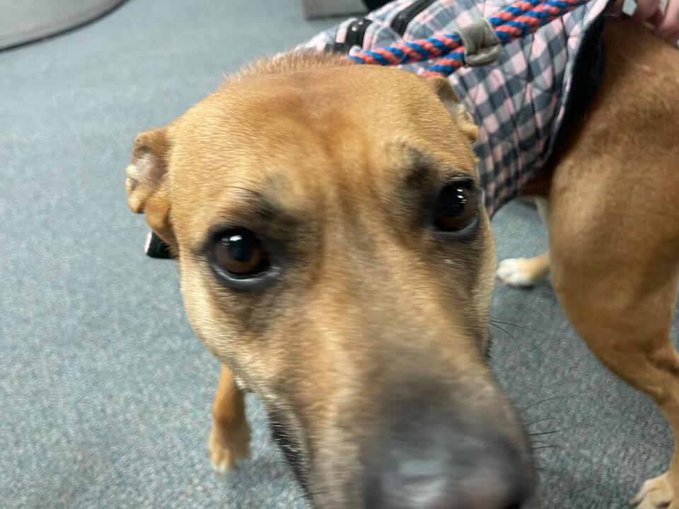 Meet Sasha! WTAP’s Pet of the Week