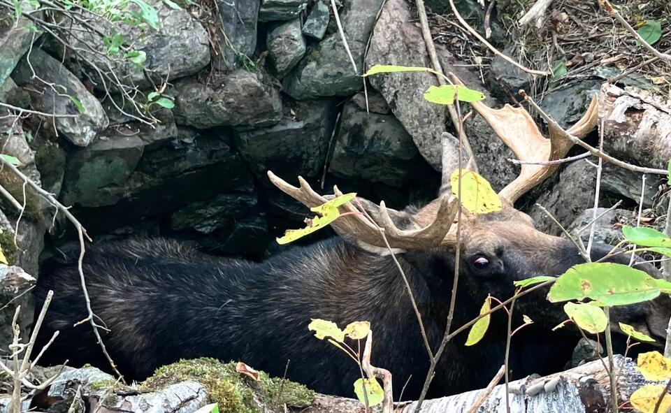 WATCH: Maine wildlife biologists, game wardens rescue bull moose ...