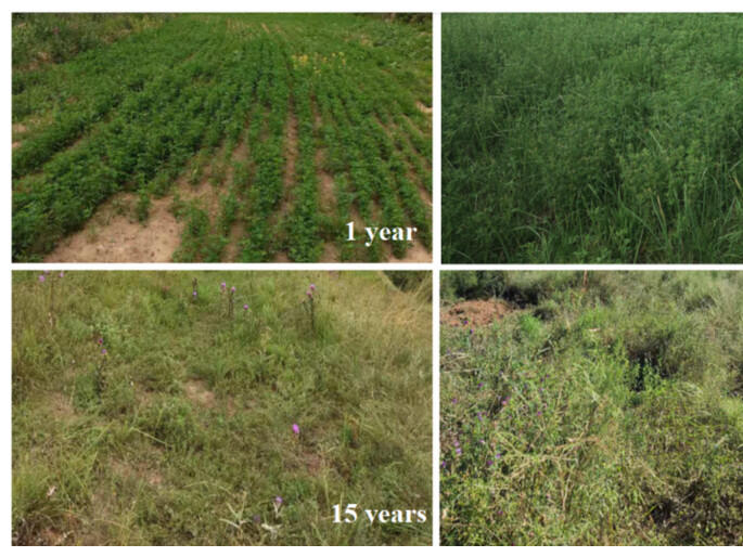 Long-term alfalfa planting mediates the coupling of soil water and ...