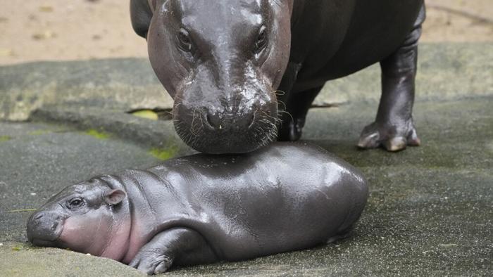 Ancient deity, pet and endangered species. Why is axolotl Mexico's most ...