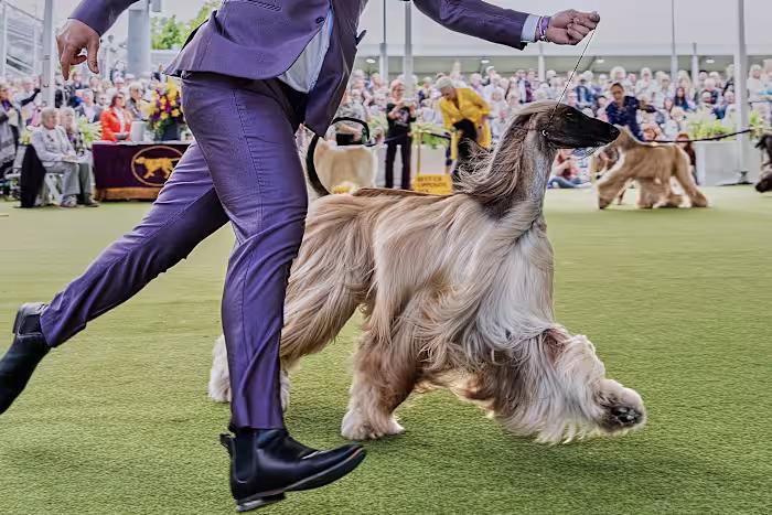 Dog Show 101: What to know about the 150th Westminster show - NewsBreak