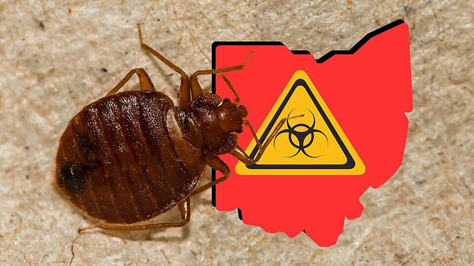 Ohio Has Six Cities on Bed Bugs Most Infested Top 50 List - NewsBreak