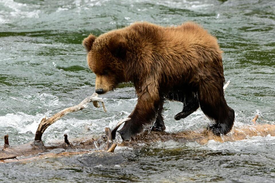 Chubby cub contest kicks off Alaska’s viral Fat Bear Week - NewsBreak