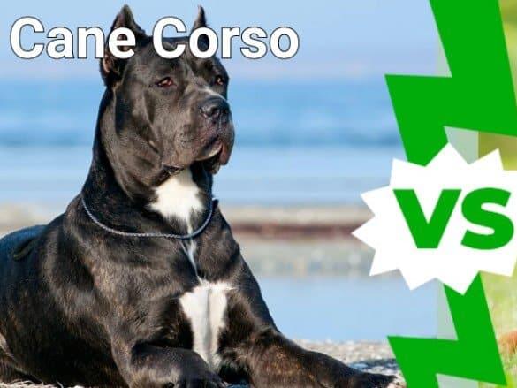 Boerboel vs. Cane Corso: What’s The Difference?