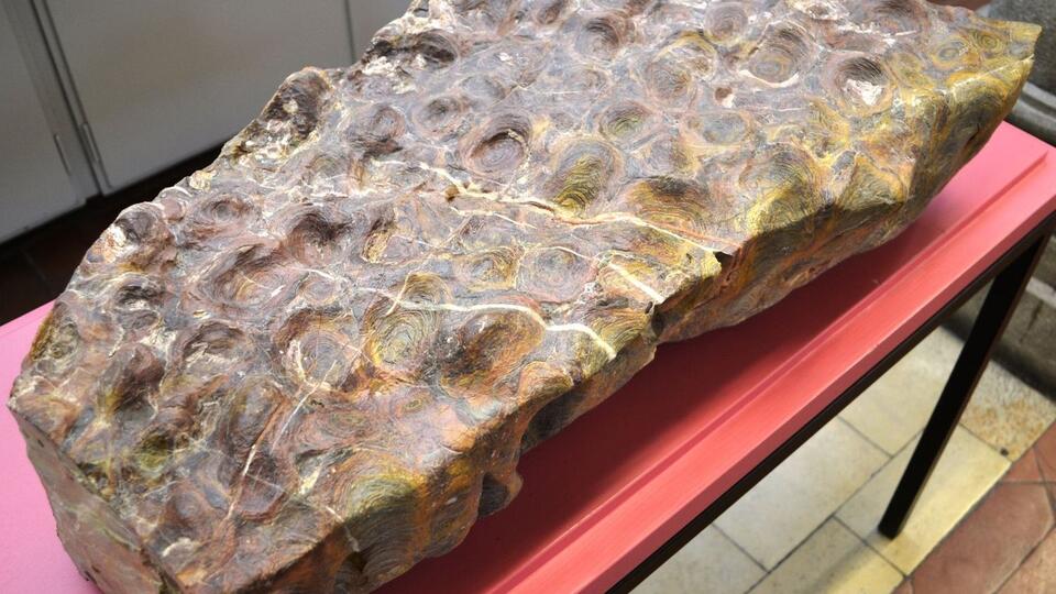 Unearthing the Unexpected: How Ancient Microbes Shaped Prehistoric ...