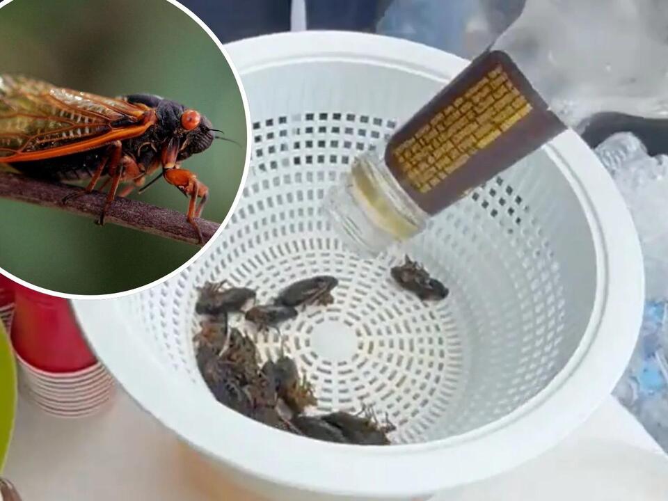 A Cicada Cocktail? Watch as People Try the New Drink