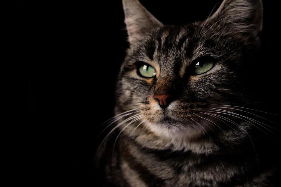 7 Mystical Cat Behaviors That Still Baffle Science - NewsBreak