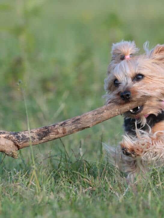 Largest of All Terriers, Up to 20 Inches and 35 lb - NewsBreak