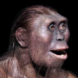 We’ve Caught A Glimpse Into What Early Human Relatives Ate 3 Million ...