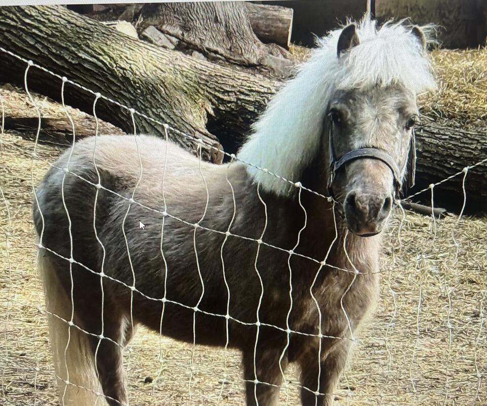 Missing mini-horse Bjorn found safe - NewsBreak