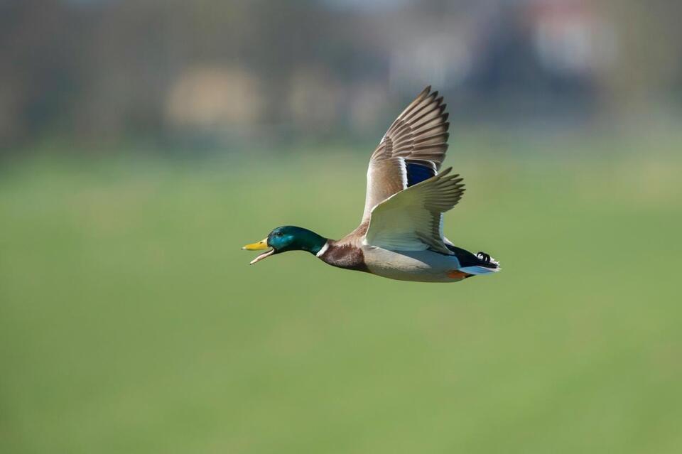 Illinois DNR Releases New Waterfowl Season Dates and Zones for 2026 ...