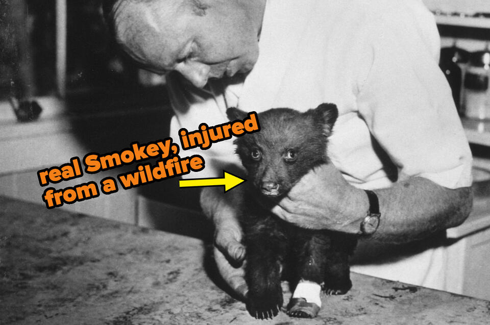 Smokey Bear Was A Real Orphaned Bear Cub In A Wildfire, And The ...