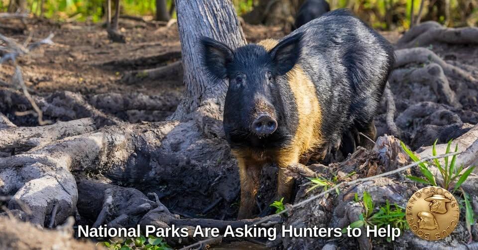 National Park Service Is Asking Hunters for Help With Feral Hogs—And ...