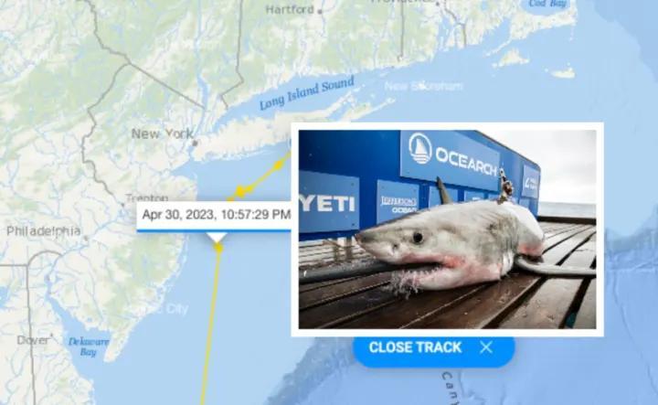 9-Foot Shark Surfaces Off NJ Coast - NewsBreak