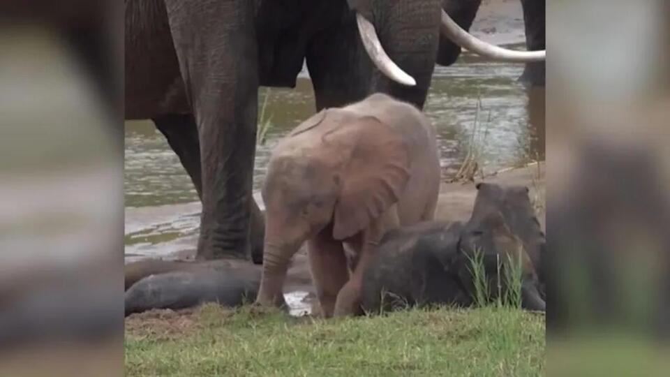 Rare Pink Baby Elephant Caught On Camera Playing In “Kiddie Pool” With Family - NewsBreak