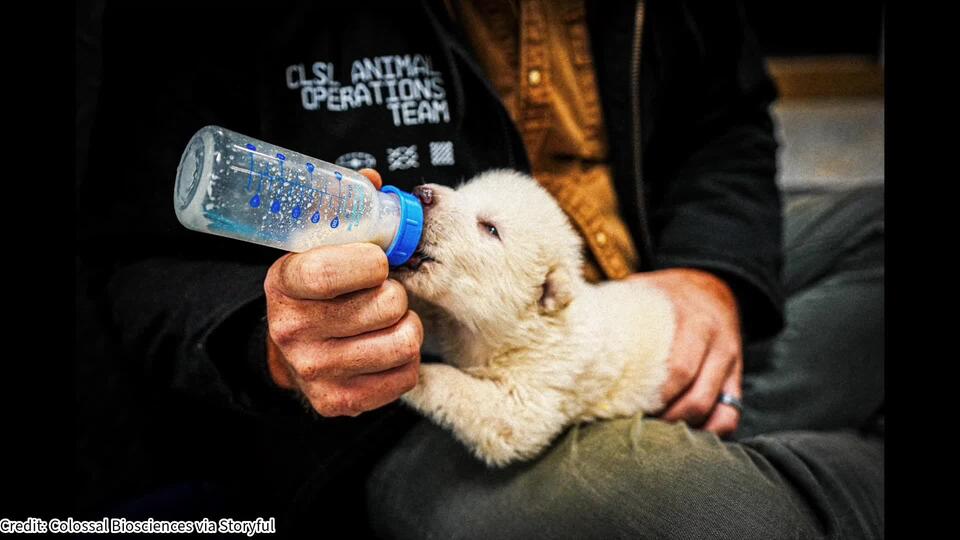 Tom Brady’s dog is a clone of late pet, former quarterback says - NewsBreak