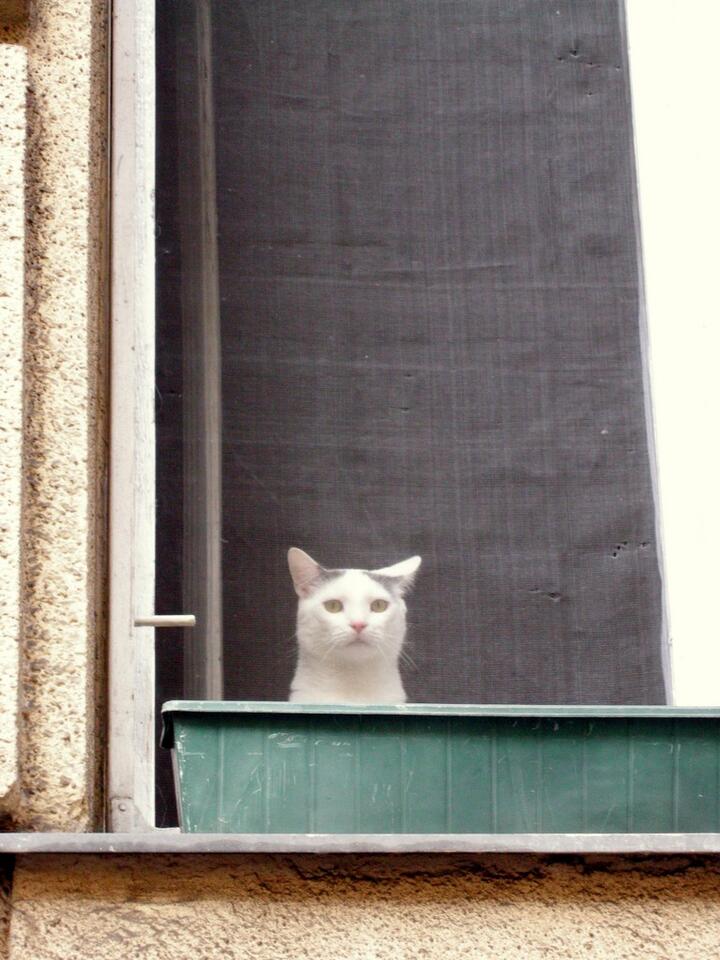 How to Tell If Your Cat Actually Likes Other Cats - NewsBreak