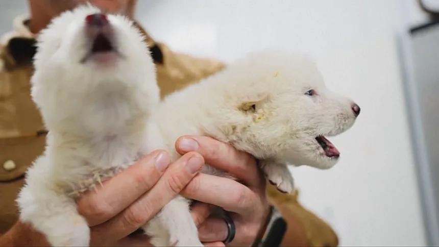 Video shows genetically modified dire wolves, biotech company claims ...