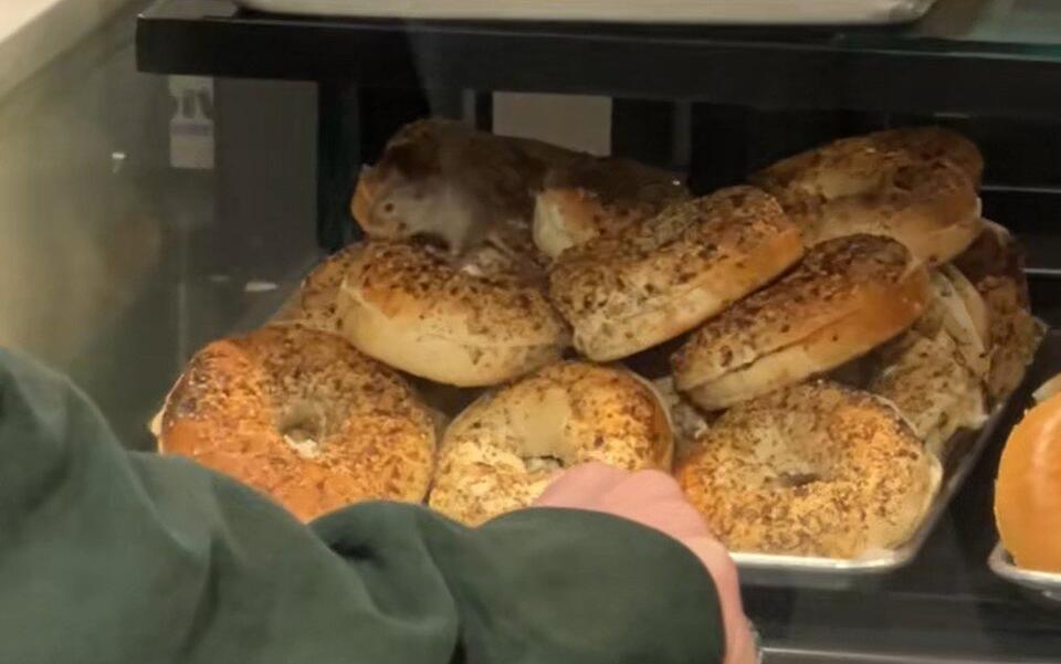 Coffee Shop In Nashville Airport Goes Viral With A Mouse In The Bagel ...