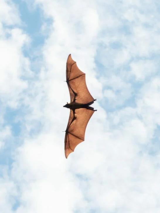 A Closer Look At The Australian Bat Lyssavirus - NewsBreak