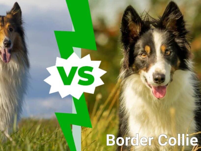 Collie vs Border Collie: What Are 8 Key Differences?