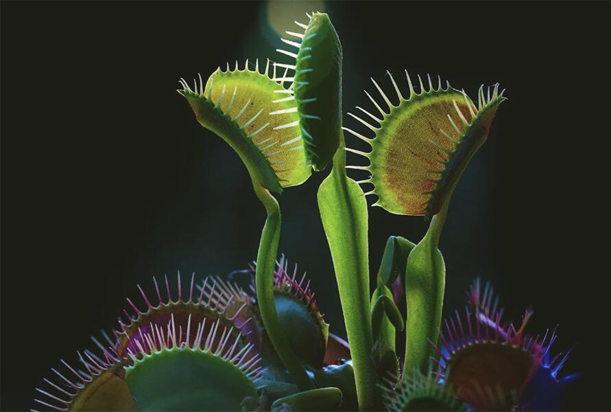 Saving NC’s Rare Venus Flytrap with a Documentary: “Flytrap Town” - NewsBreak