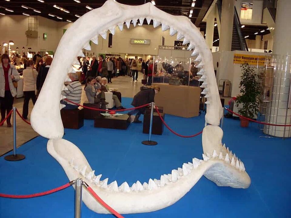 The Largest Megalodon Tooth Ever Found Just Shocked Scientists - NewsBreak