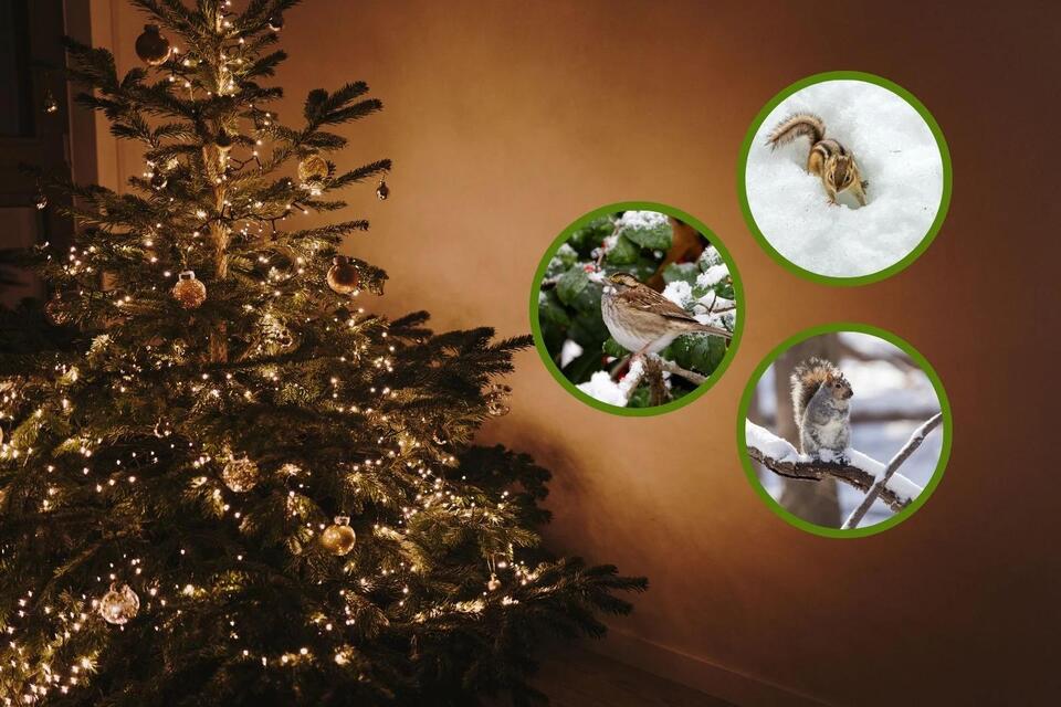 Leaving Your Christmas Tree Outside Can Help Winter Wildlife - NewsBreak