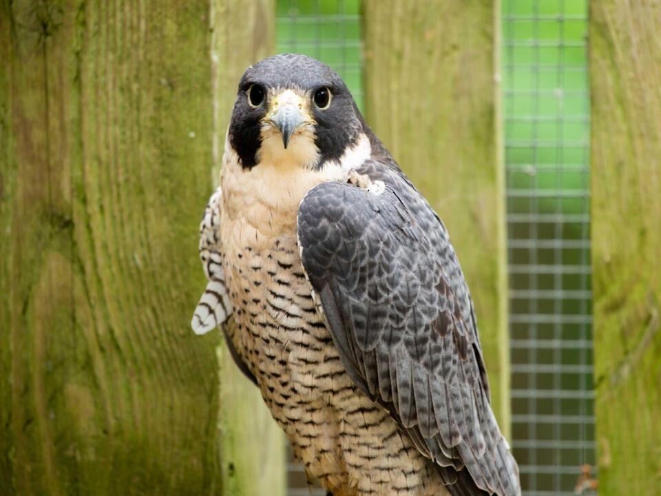 Four birds killed in fire at Iowa Raptor Project