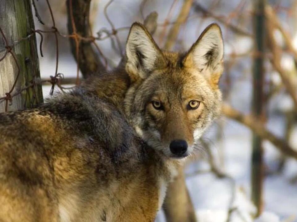 Michigan faces lawsuit over shorter coyote hunting season