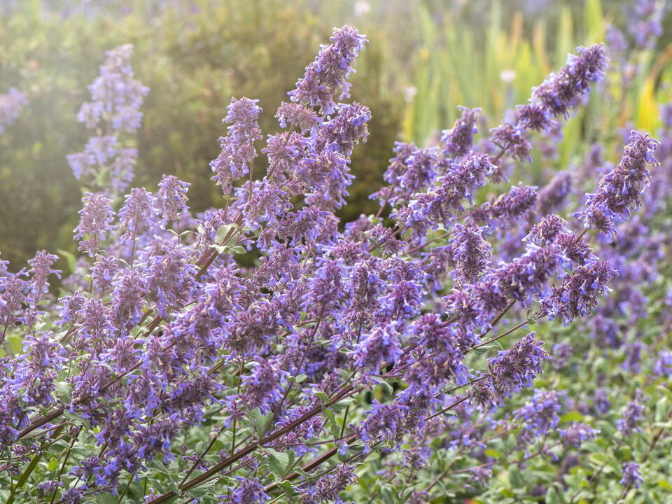 How to grow catmint – expert advice for this fragrant perennial