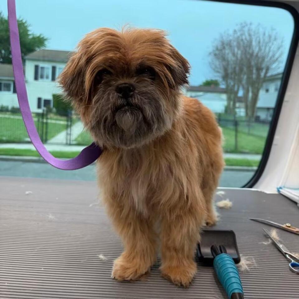 🐶 Gentle, Loyal & Loving Dogs Ready for Adoption in Medford - NewsBreak