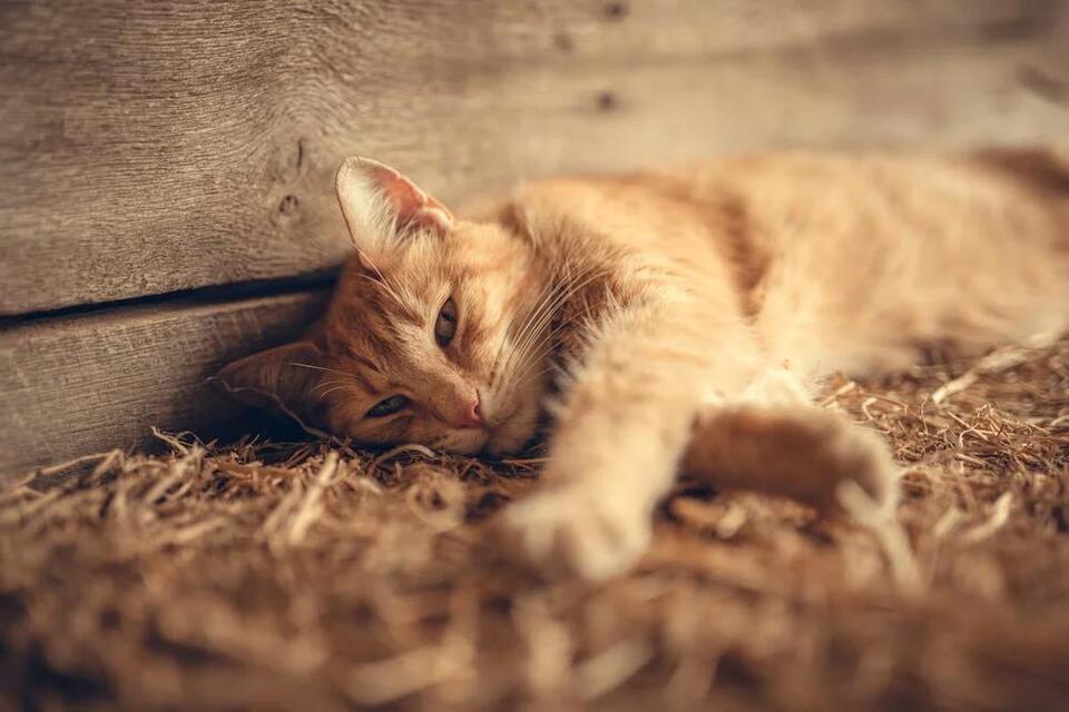 Thousands Sign Petition to Save Stray Cats in Mallorca - NewsBreak