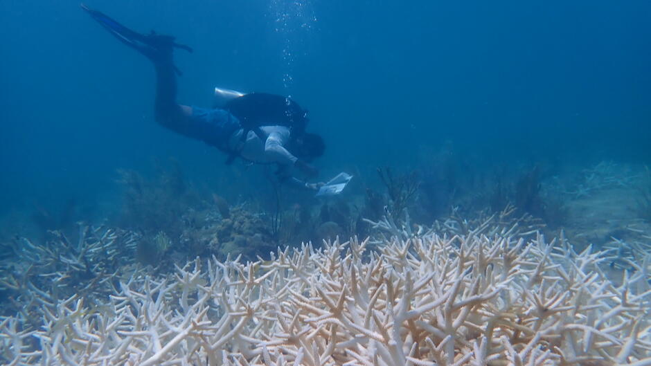 New AI model can assist with early warning for coral bleaching risk ...