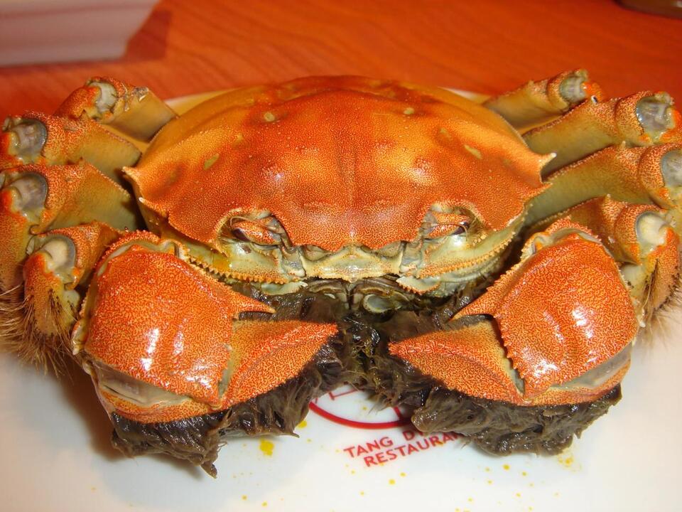 Beach Comber’s Guide to New England Crabs: 10 Species Worth Finding ...