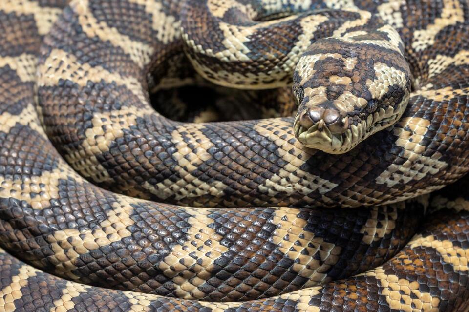 UPDATE: Bloomington zoo's 20-foot python euthanized after rescue from ...