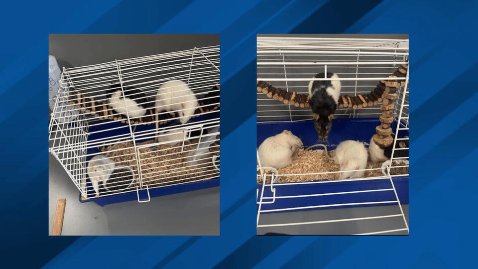 State police seek owner of domesticated rats found in Mayfield, NY ...