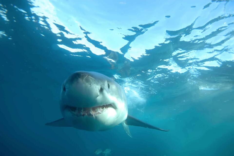 Explore The Azores - NewsBreak