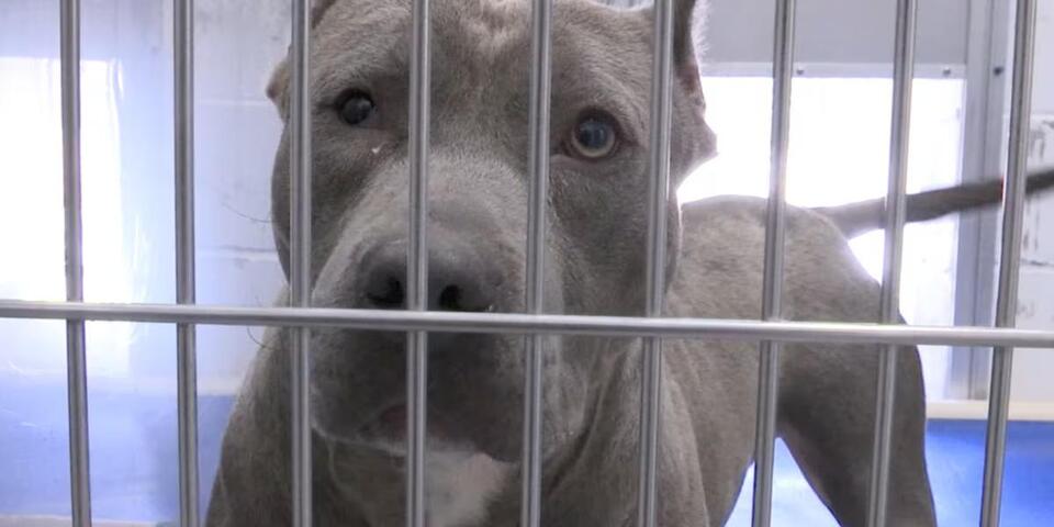 PACC reminds community of steps to rescue dog on euthanasia list ...