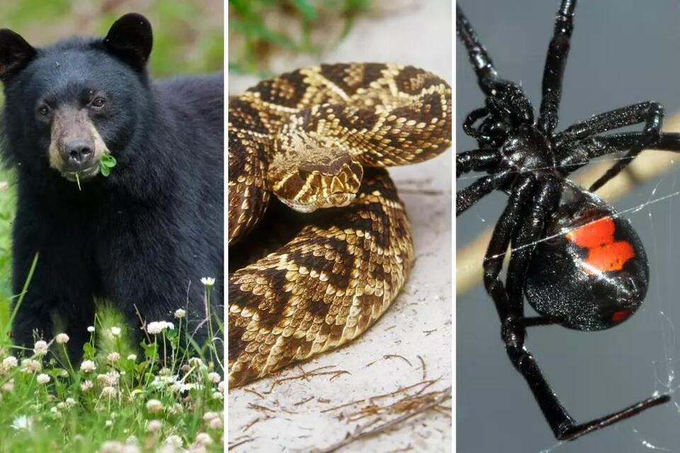 Here Are 6 Dangerous, Possibly Deadly, New Hampshire Animals to Avoid ...