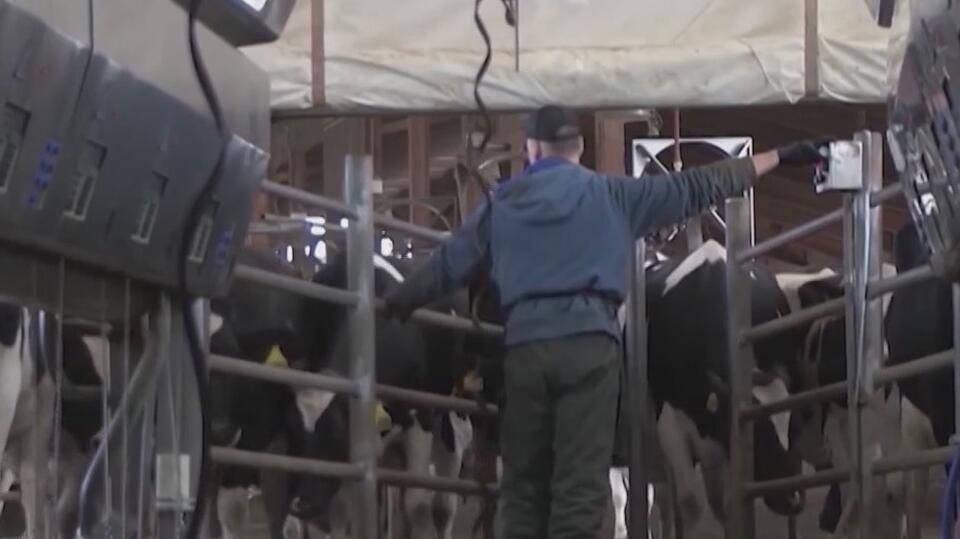 Bird flu mutating in humans: Researchers - NewsBreak