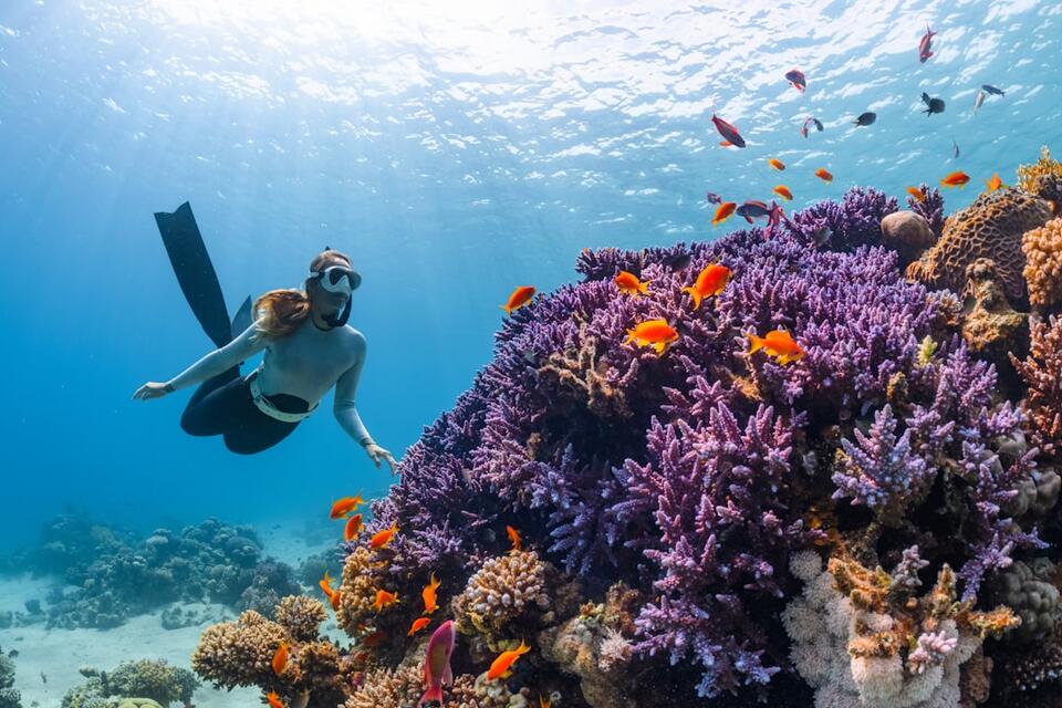 The Self-Healing Coral Reefs: How Nature Is Restoring Itself Against ...
